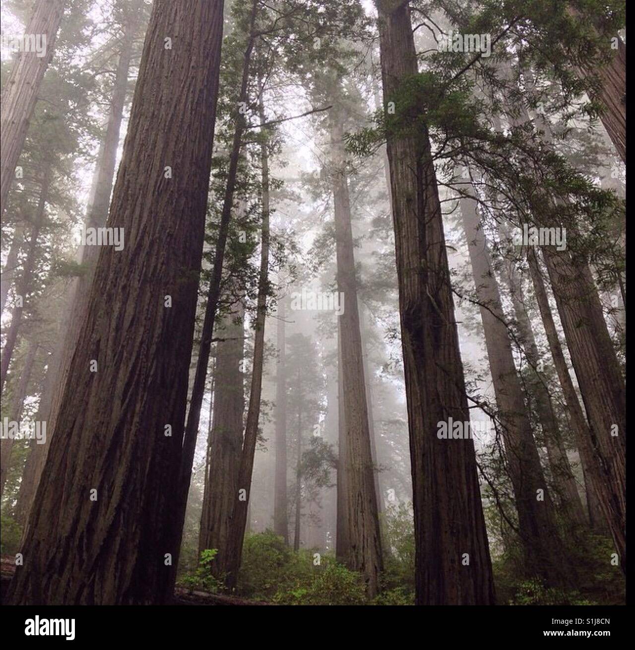 California redwoods hi-res stock photography and images - Alamy