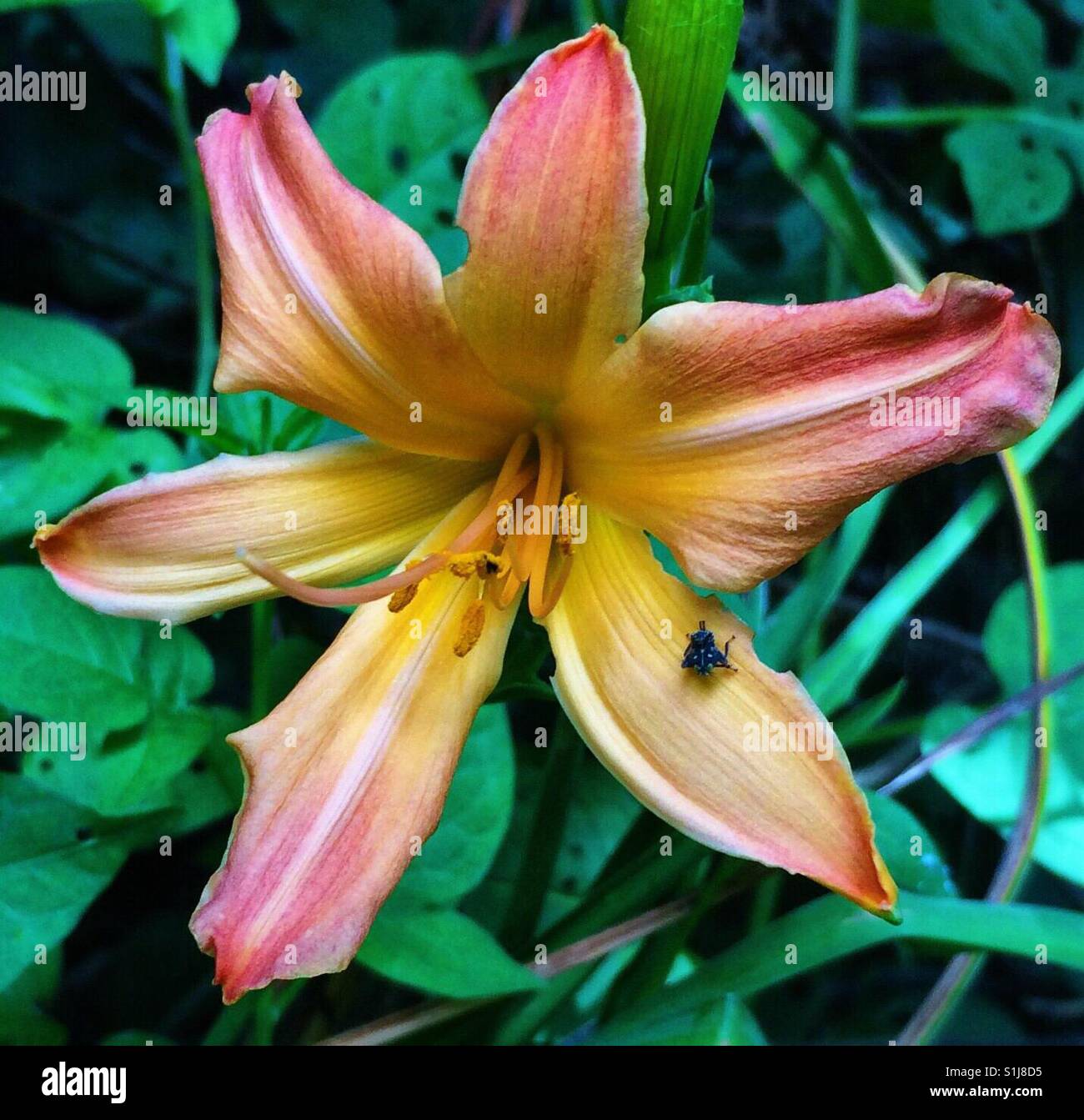 Insect on pretty flower Stock Photo - Alamy