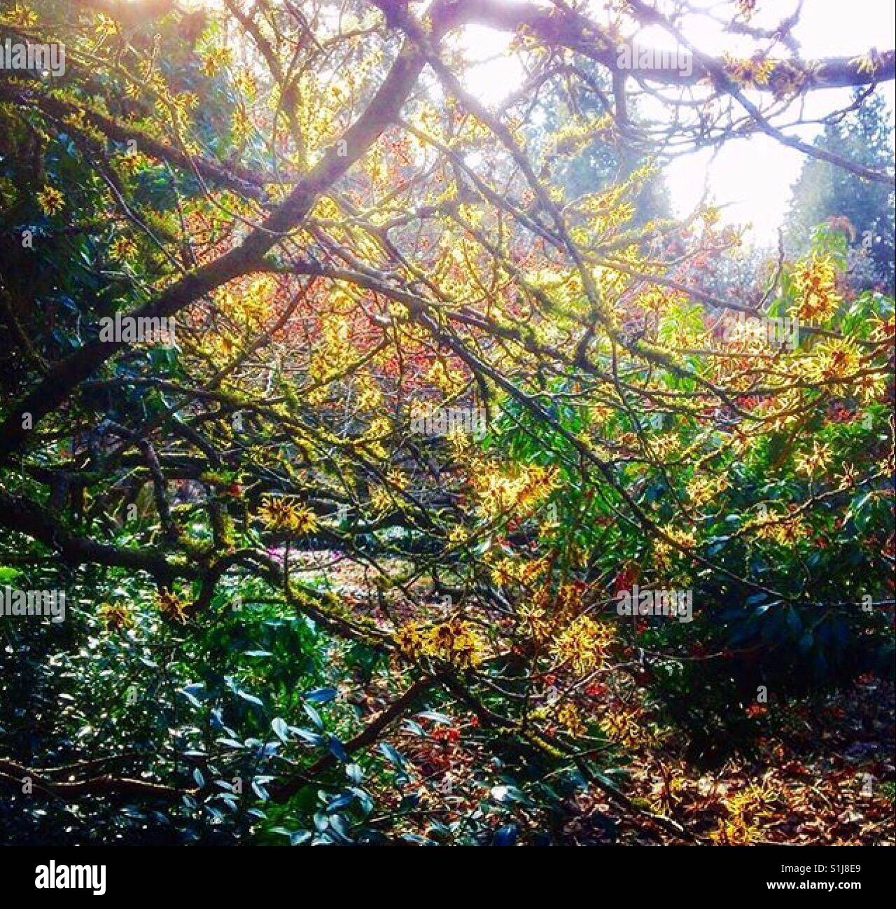 Dappled trees hi-res stock photography and images - Alamy