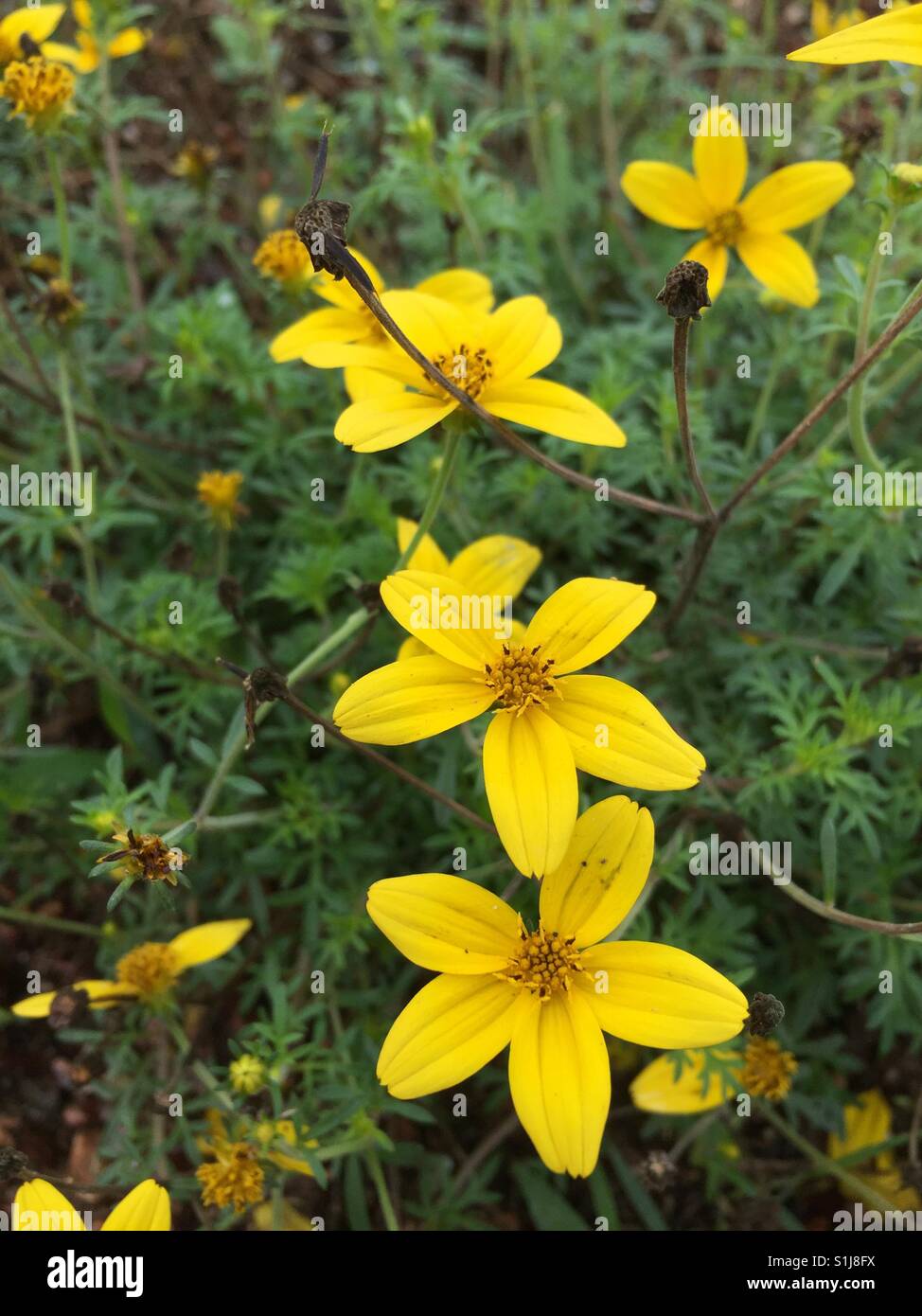 Bidens ferulifolia Blooming Outside Stock Photo - Alamy