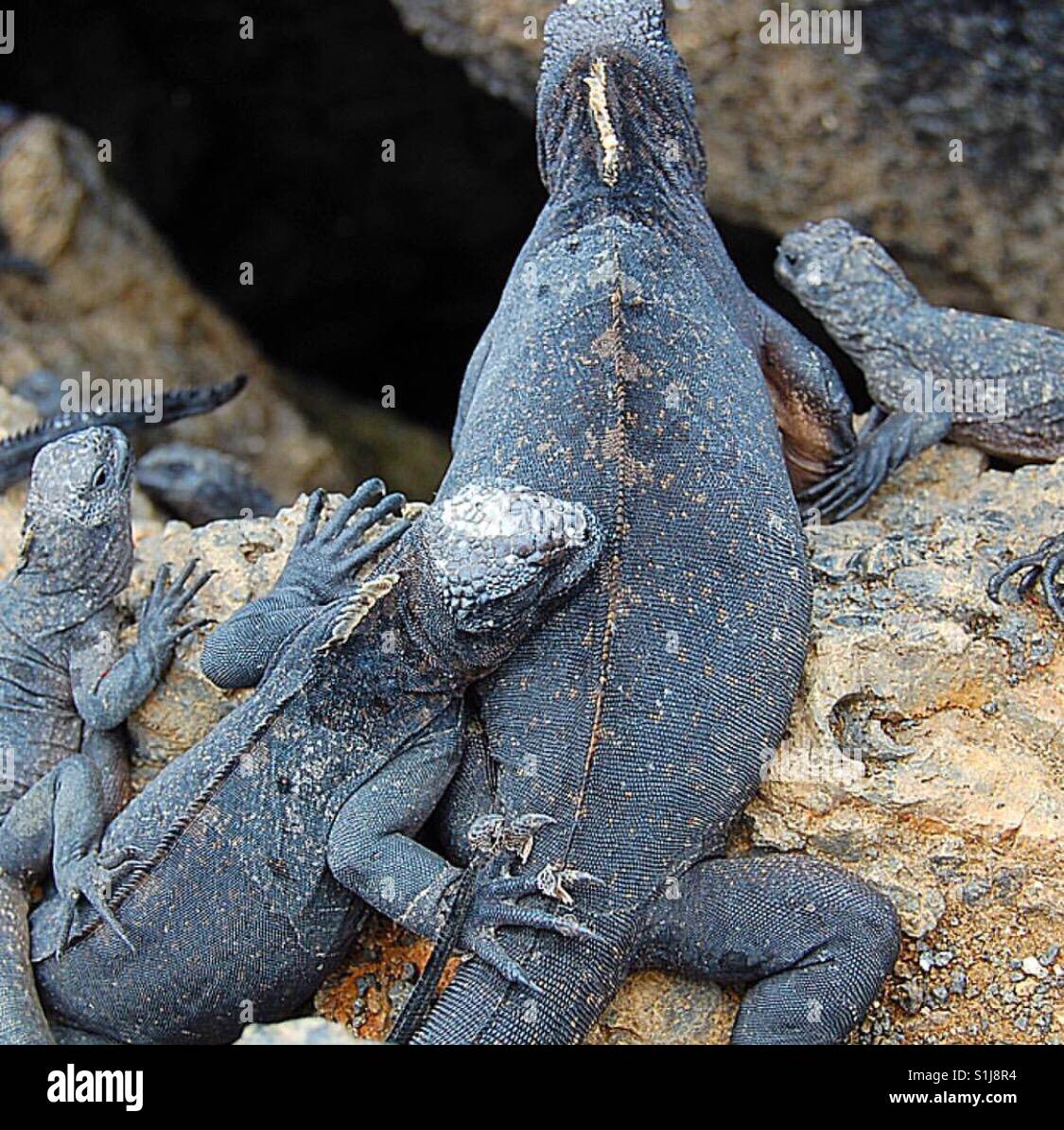 Iguan High Resolution Stock Photography and Images - Alamy