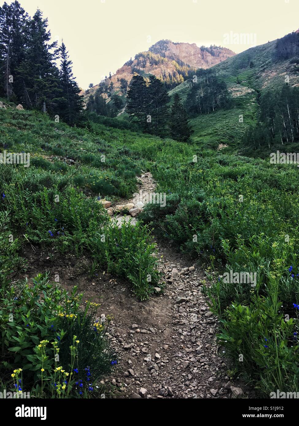A hiking trail through a mountain meadow with the peak looming in the ...