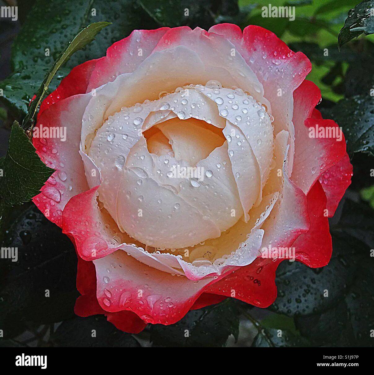 Red roses rain drops hi-res stock photography and images - Alamy