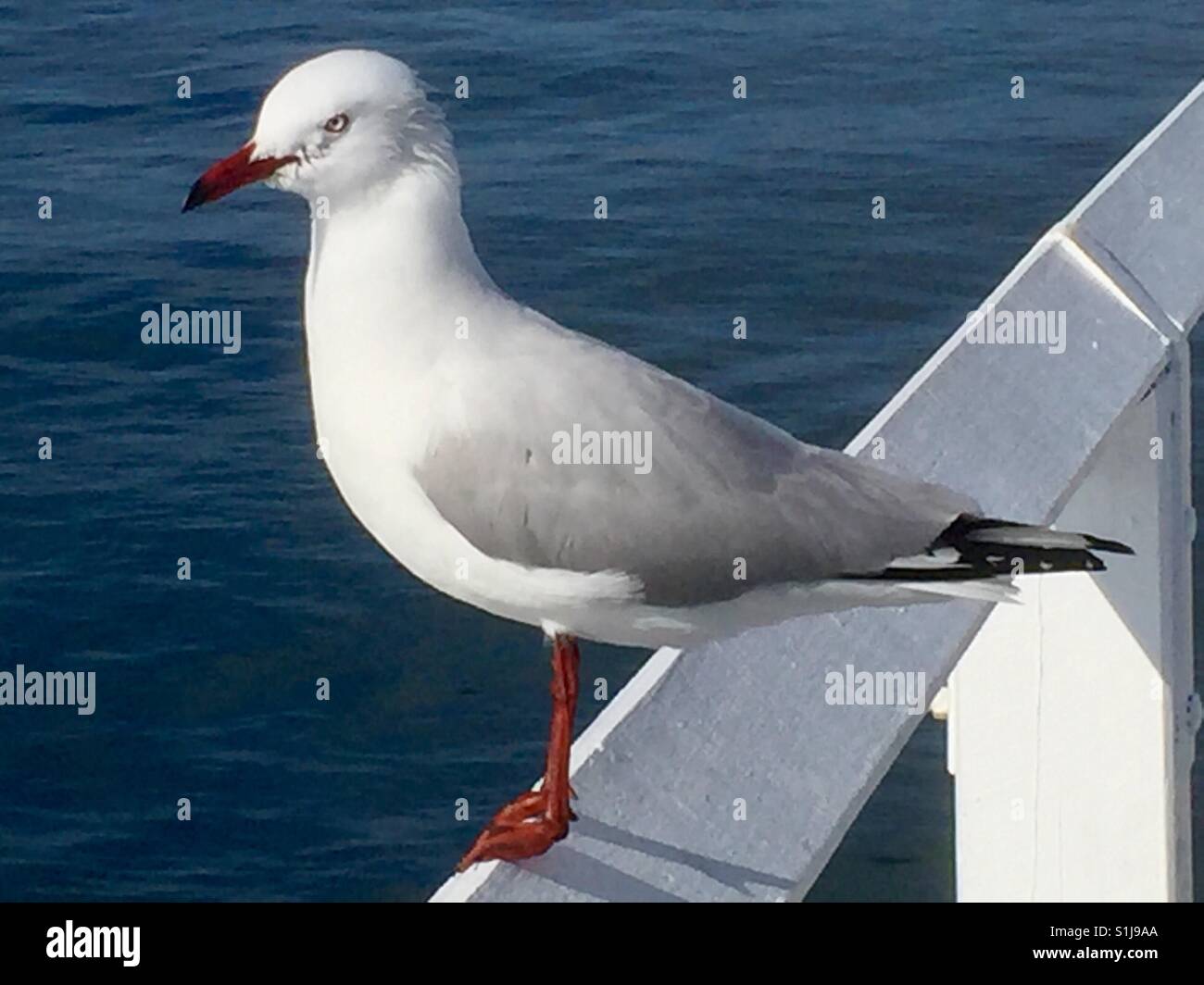 Seagull on jetty Stock Photo - Alamy