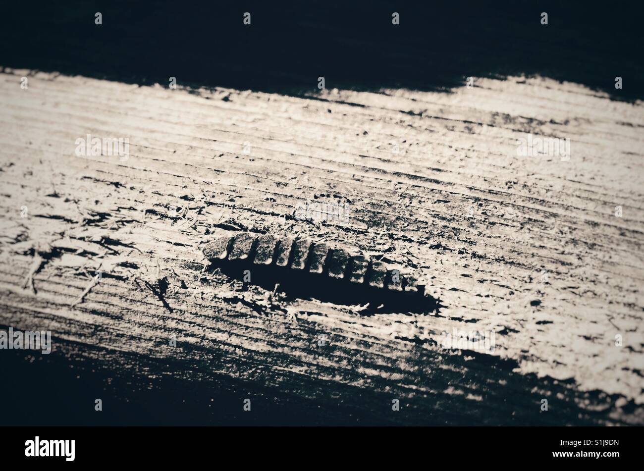 Wood bug hi-res stock photography and images - Alamy