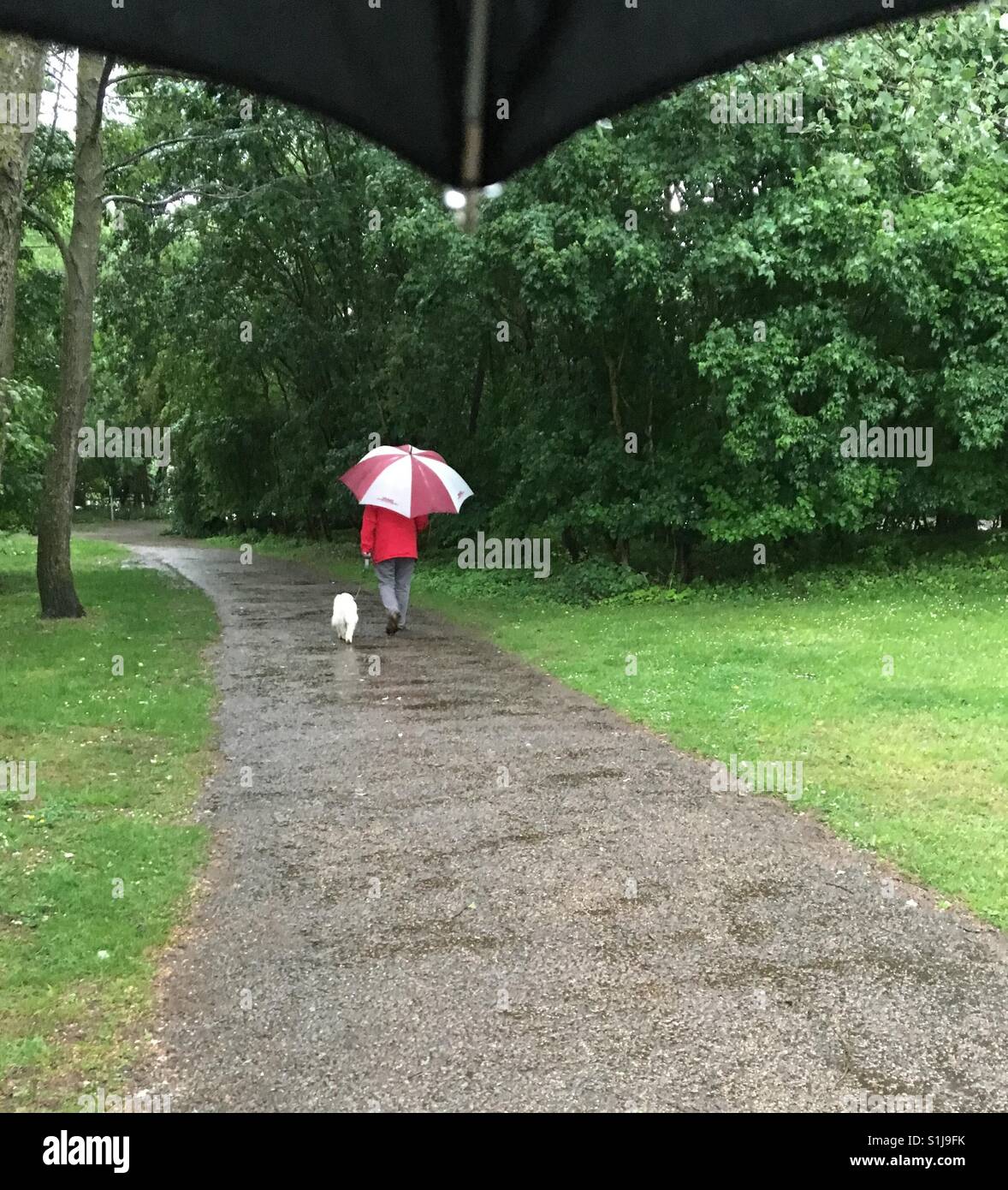 Walking the dog in the rain hi-res stock photography and images - Alamy