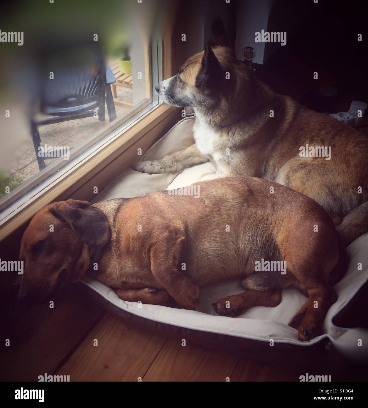 Two dogs by the window Stock Photo - Alamy