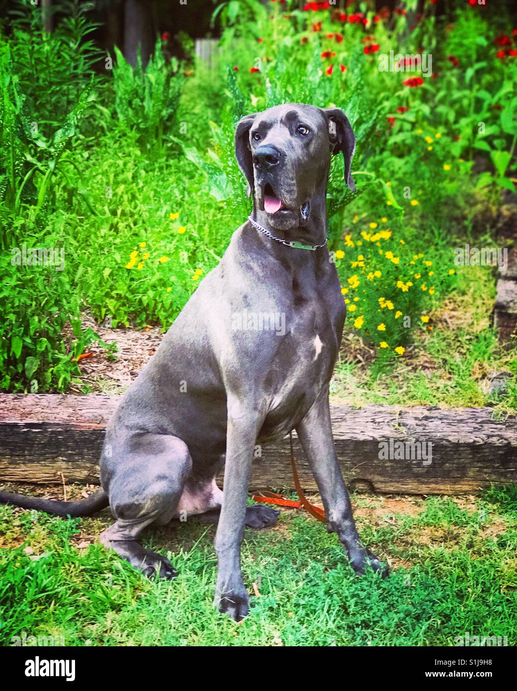 Dog bane hi-res stock photography and images - Alamy