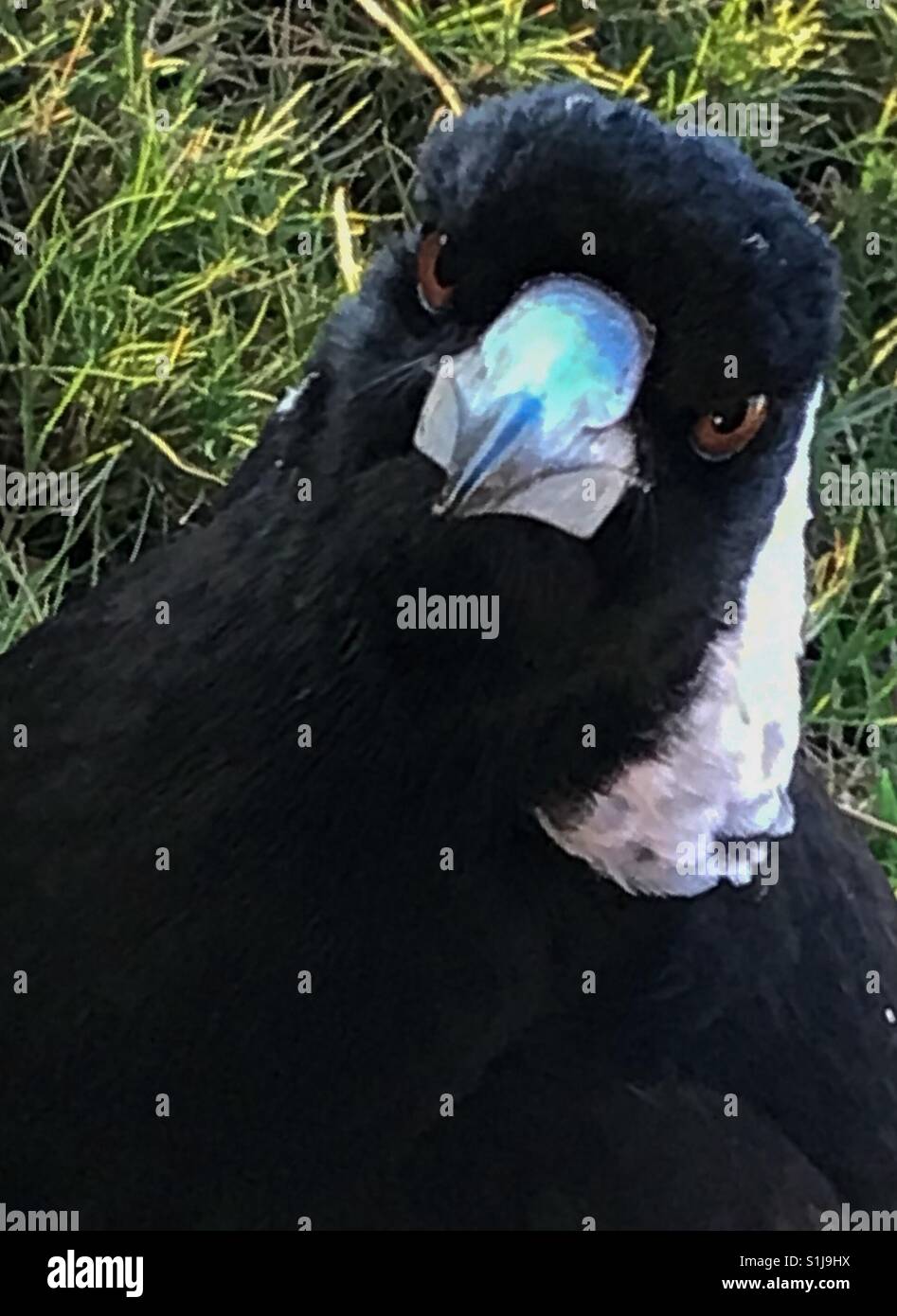 Pica pica face hi-res stock photography and images - Alamy