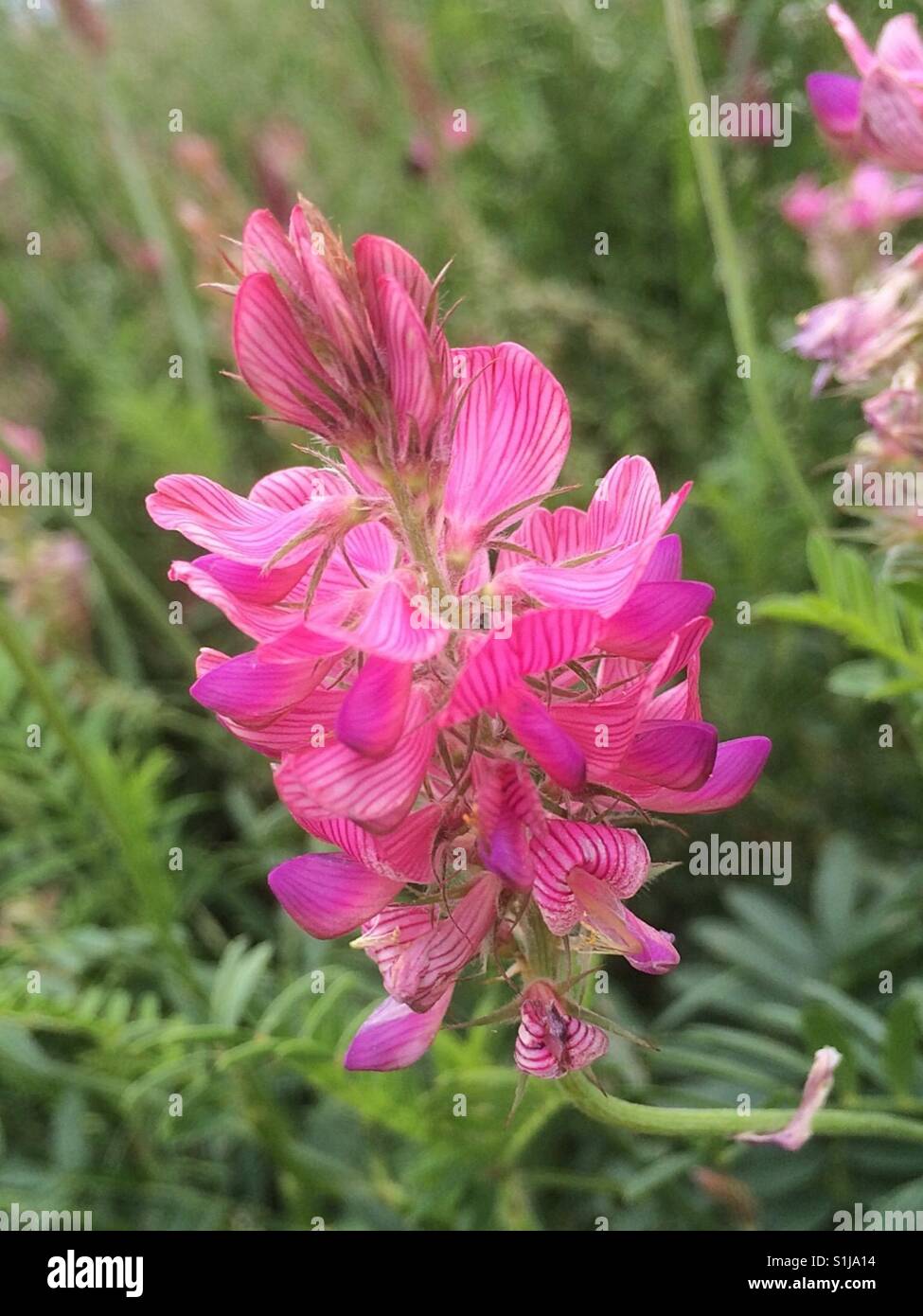 Legume Crop Stock Photos & Legume Crop Stock Images - Alamy