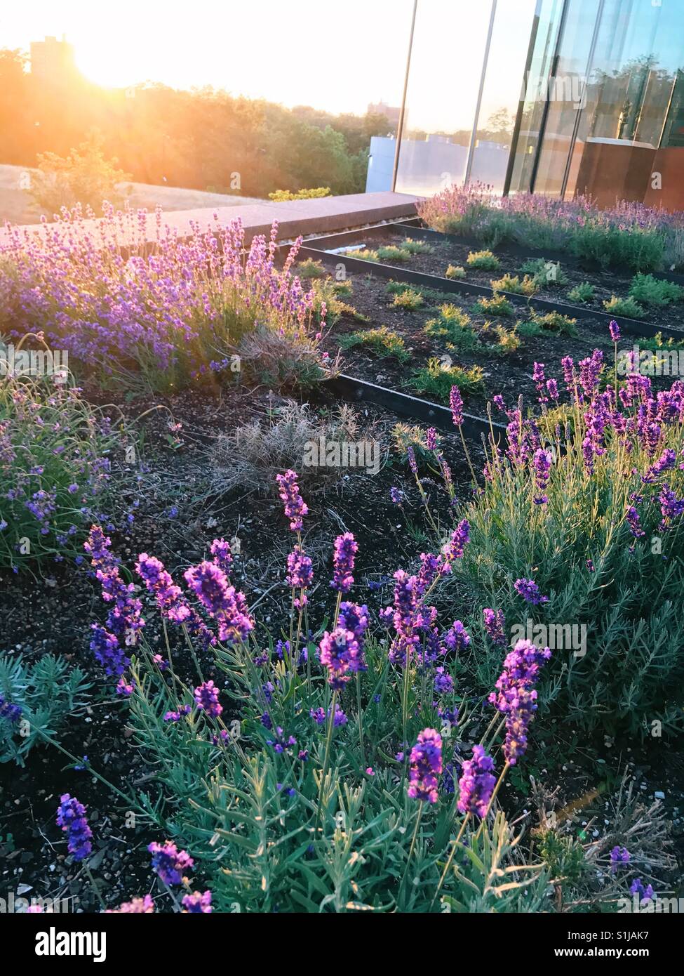 Lavender museum hi-res stock photography and images - Alamy
