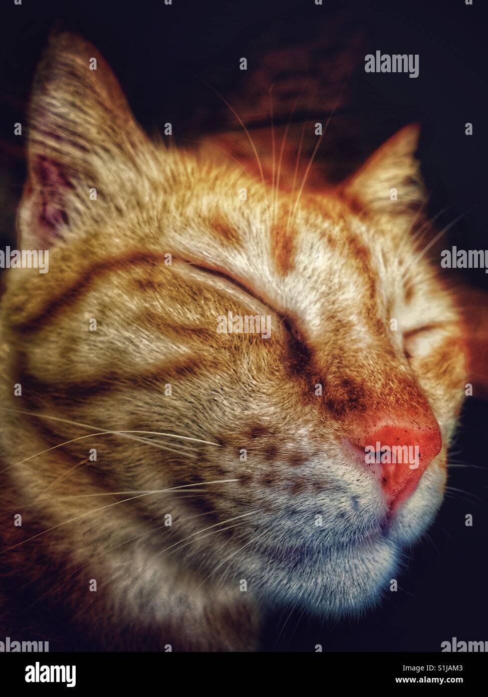 Close up of cat face hi-res stock photography and images - Alamy