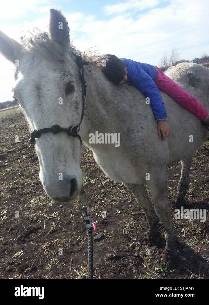 Lazy horses hi-res stock photography and images - Alamy