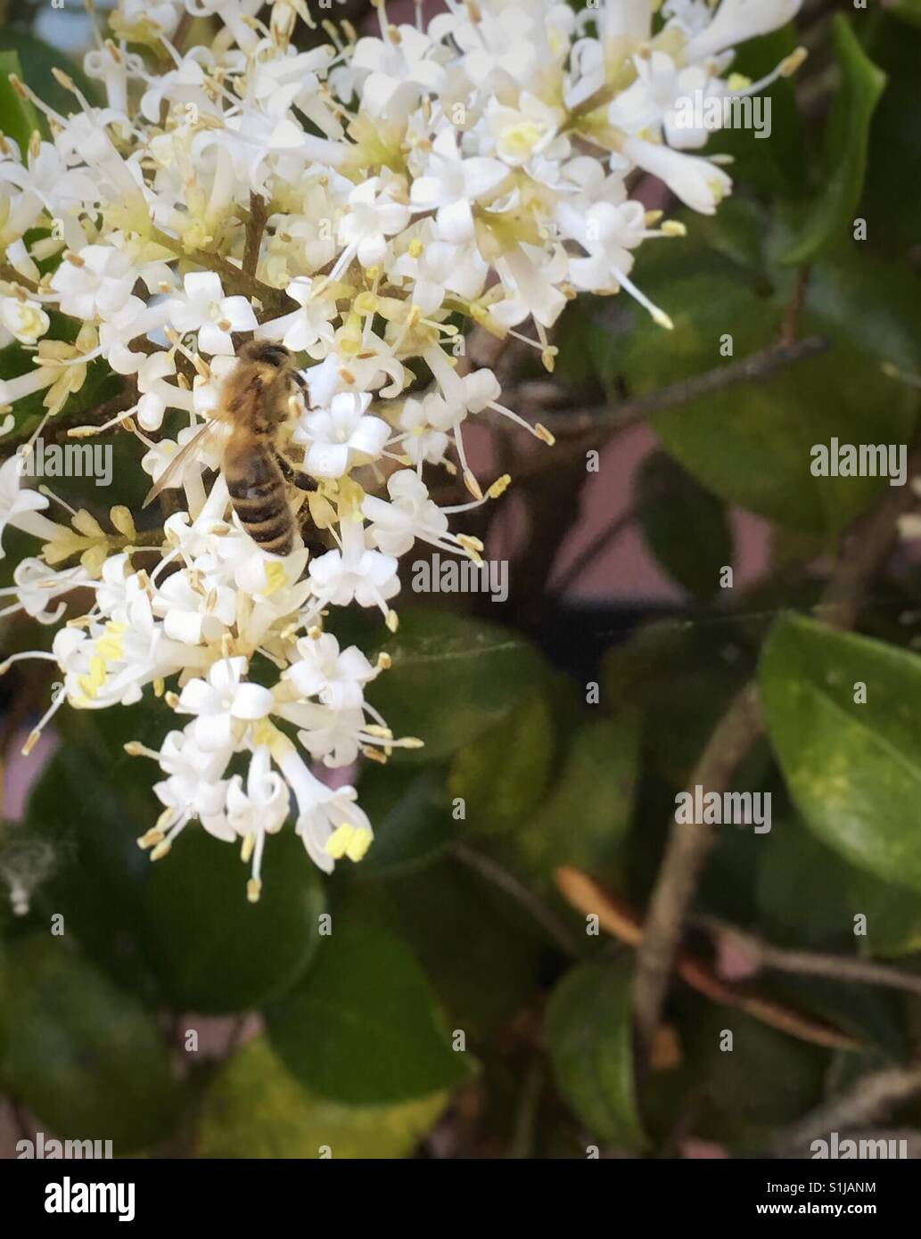 Insect working hard hi-res stock photography and images - Alamy