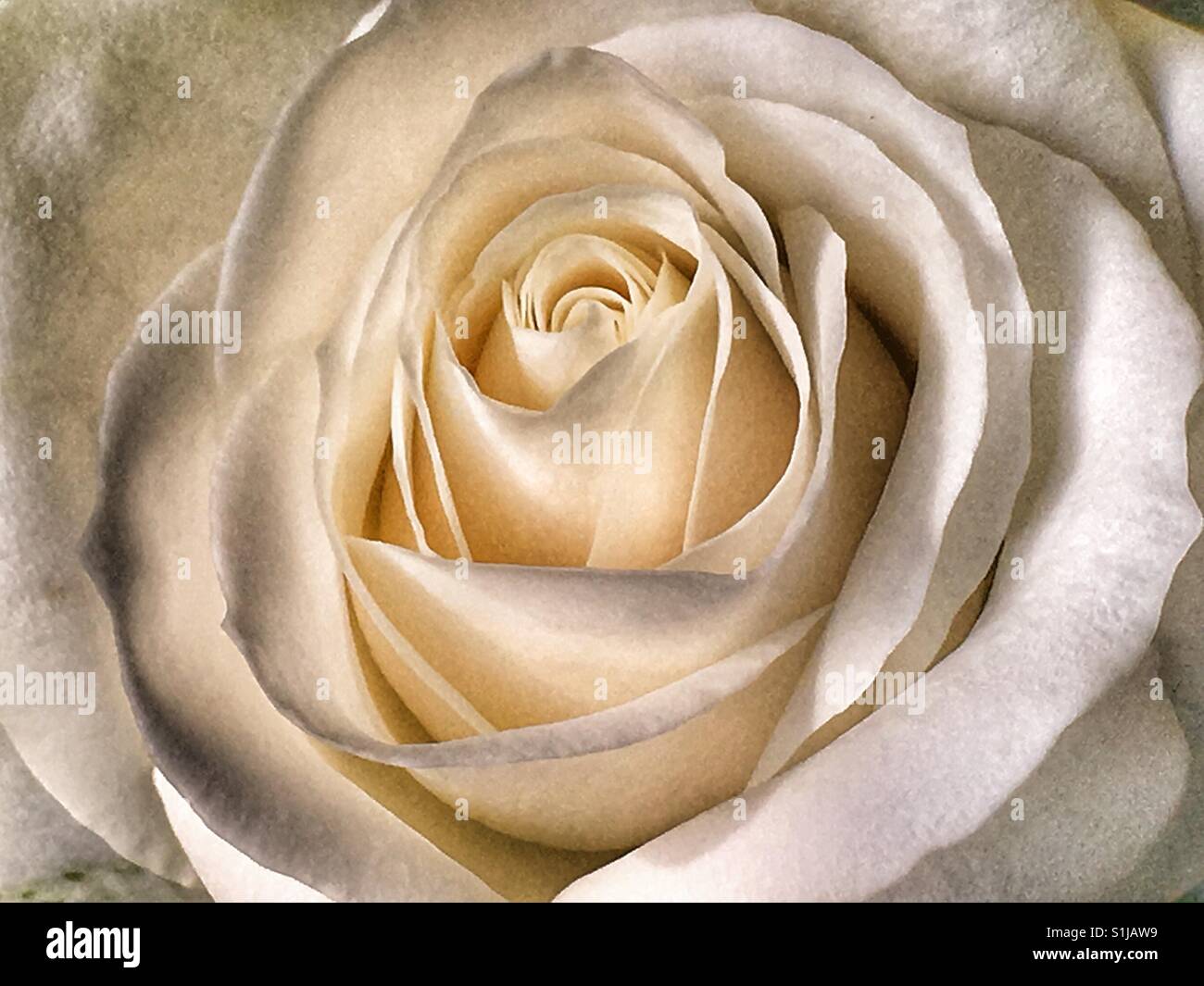 Perfect white rose Stock Photo - Alamy
