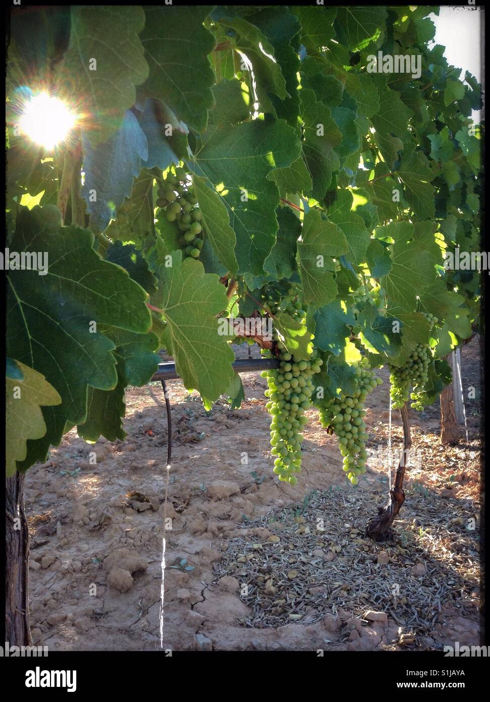 Watering agriculture smartphone stock photos and images - Alamy