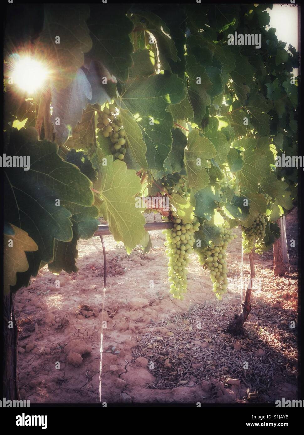 Irrigating Syrah grapevines, Catalonia, Spain Stock Photo - Alamy