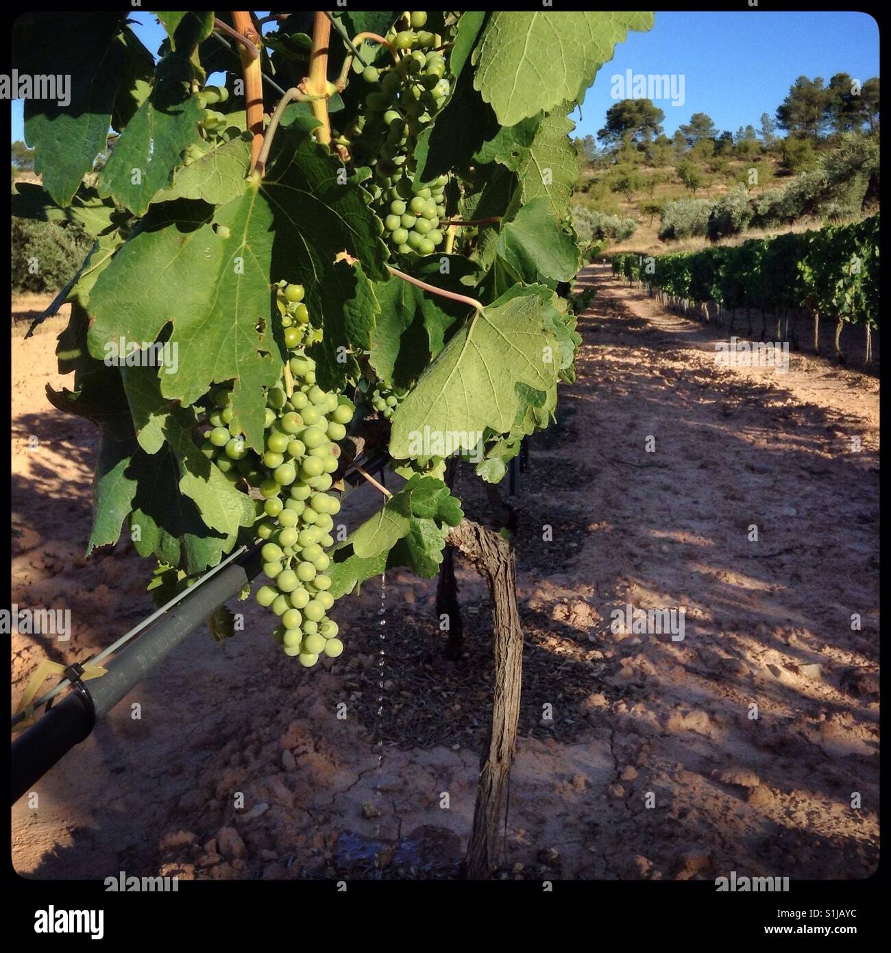Drinking farming irrigation hi-res stock photography and images - Alamy
