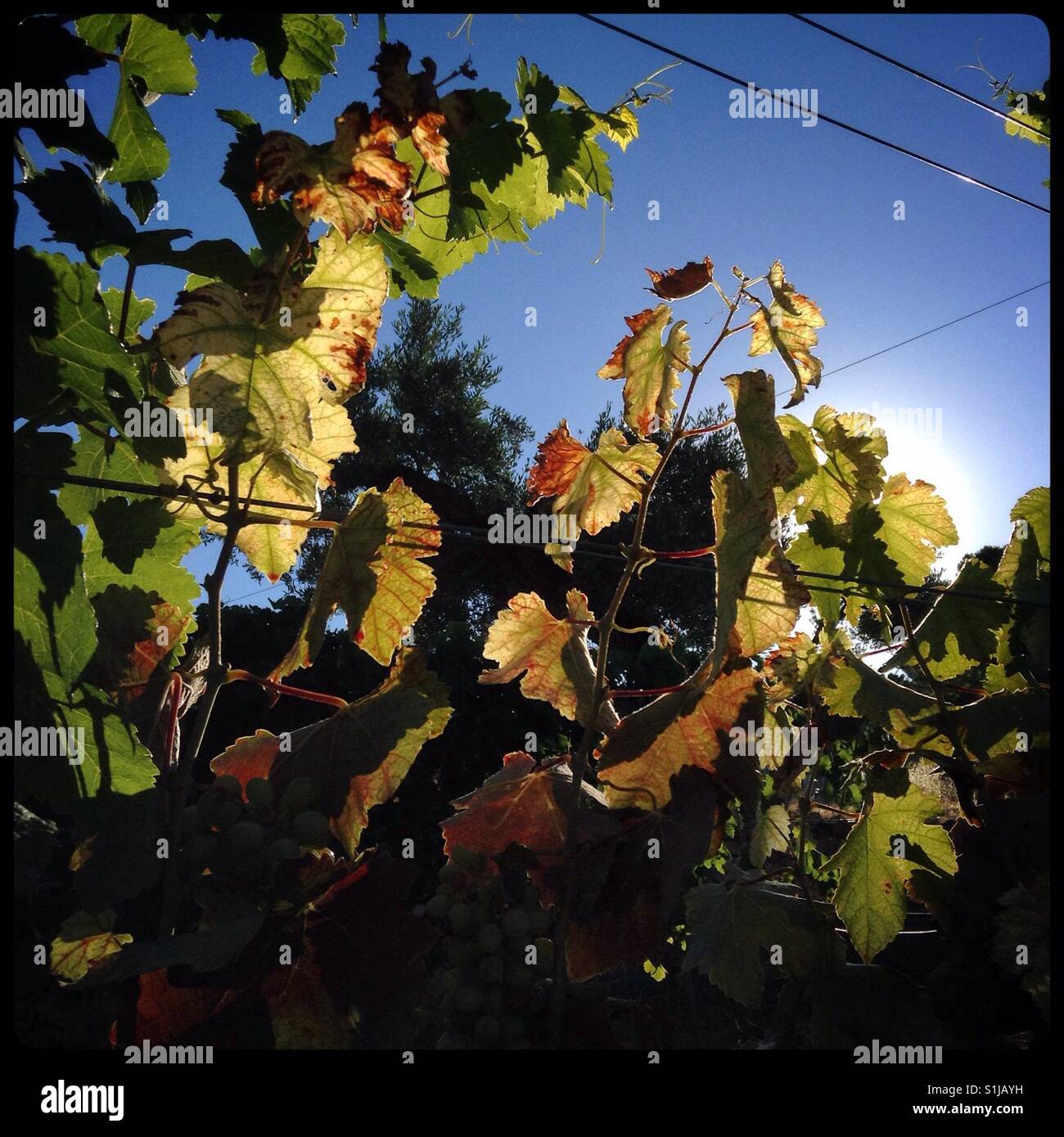 Syrah grapevines catch the evening Sun, Catalonia, Spain Stock Photo ...