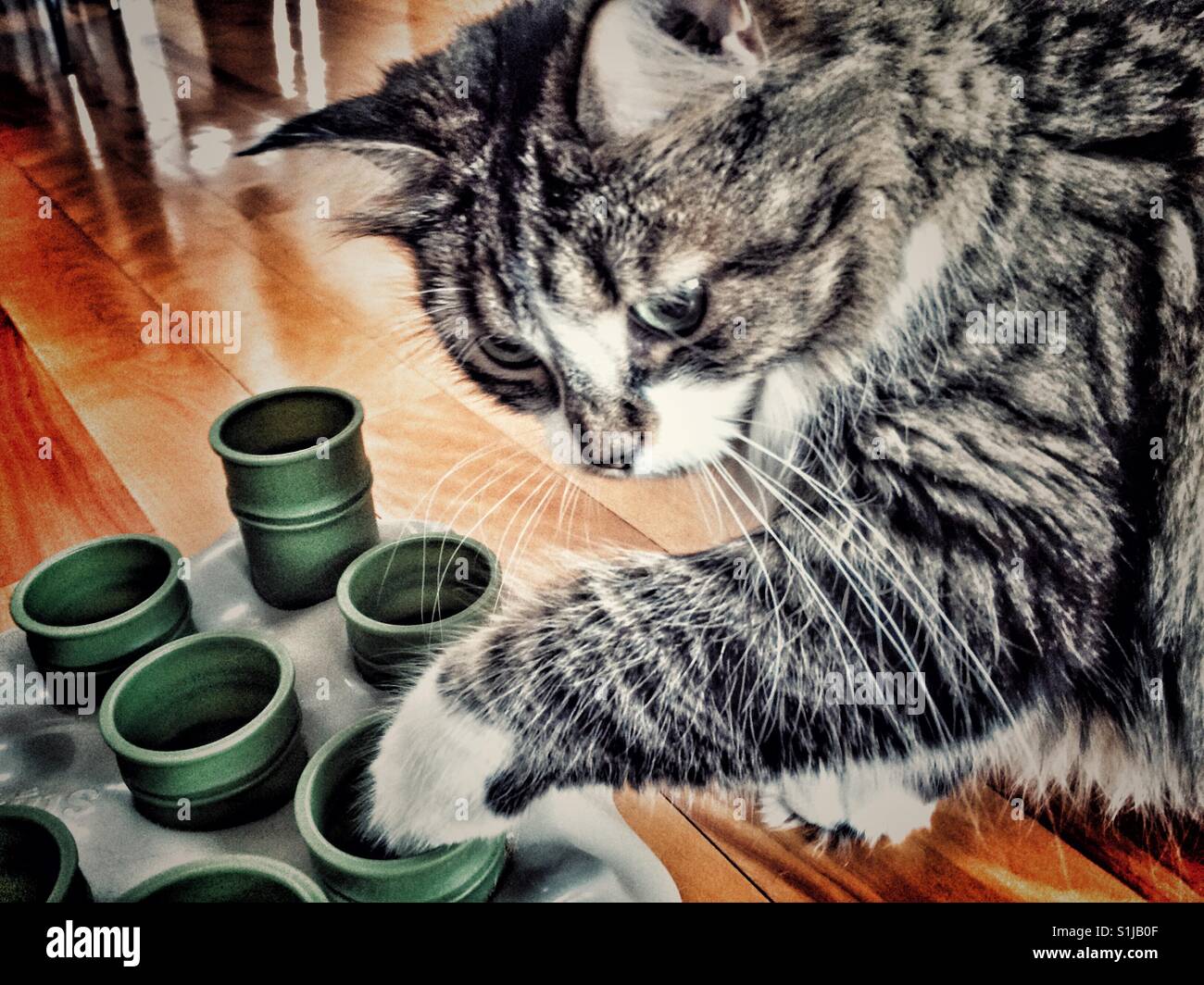 Cat playing with toy Stock Photo - Alamy