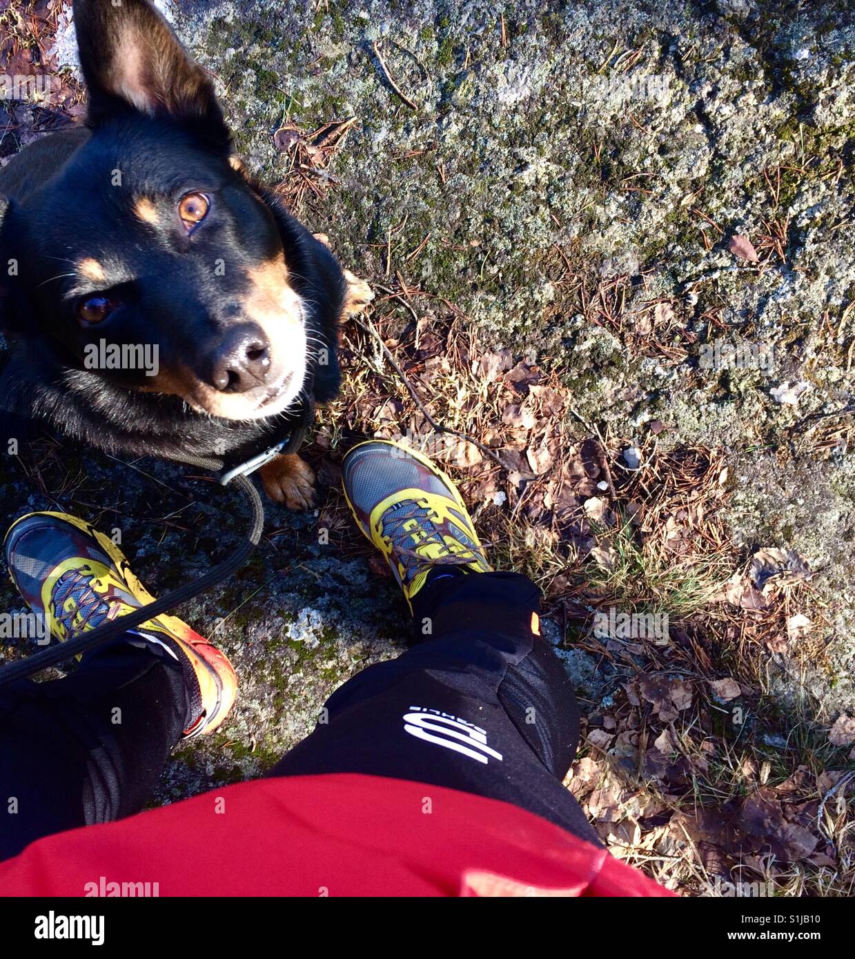 Trailrunning in the woods with Australian Kelpie Stock Photo - Alamy
