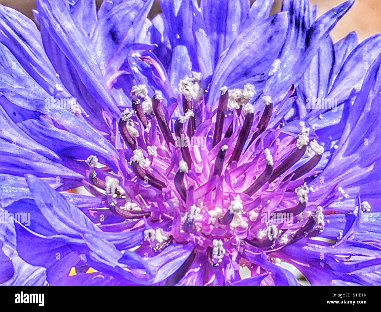 Cornflower colours hi-res stock photography and images - Alamy