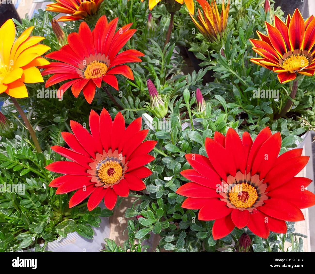 Vivid flowers hi-res stock photography and images - Alamy
