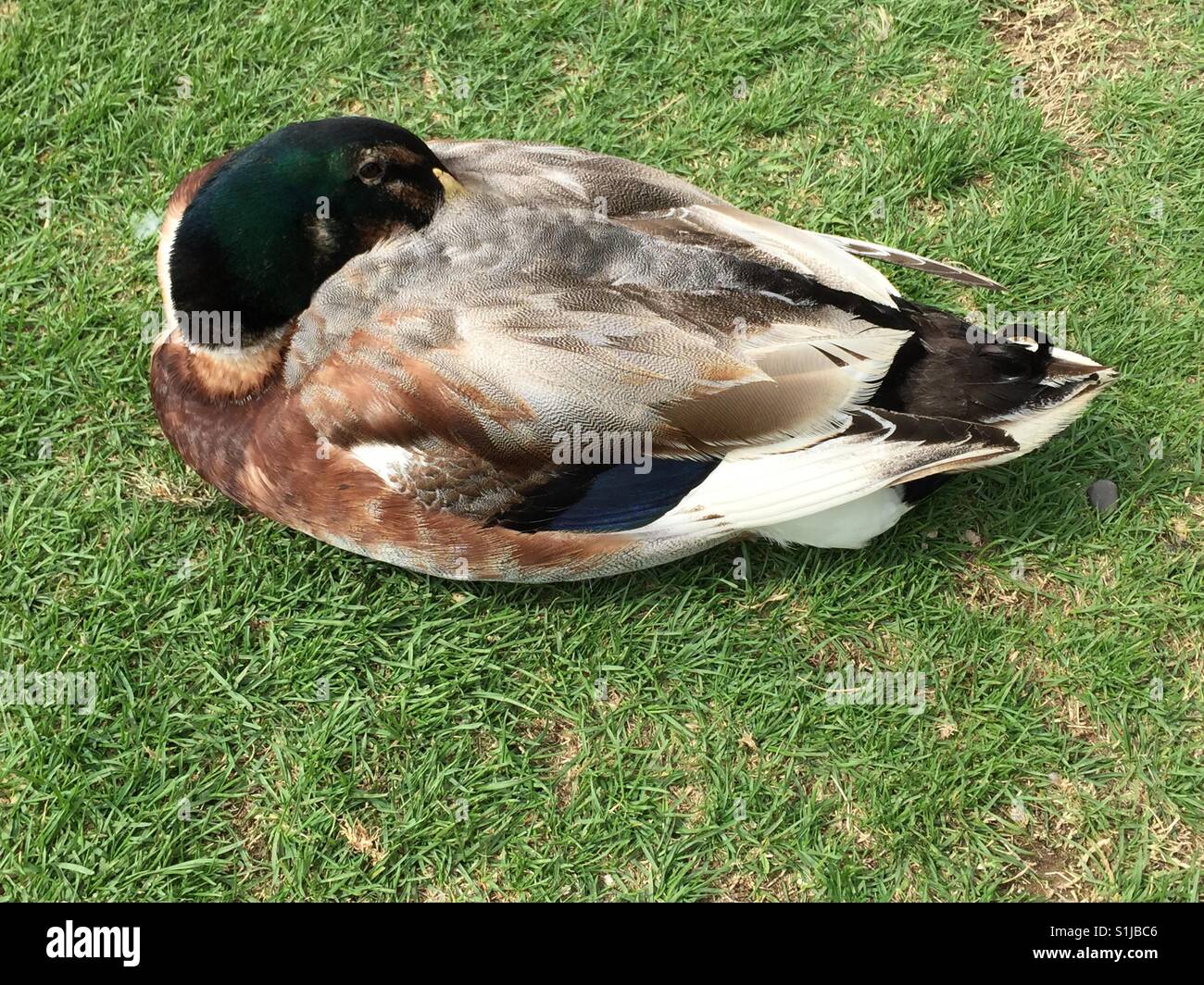 Hiding duck hi-res stock photography and images - Alamy