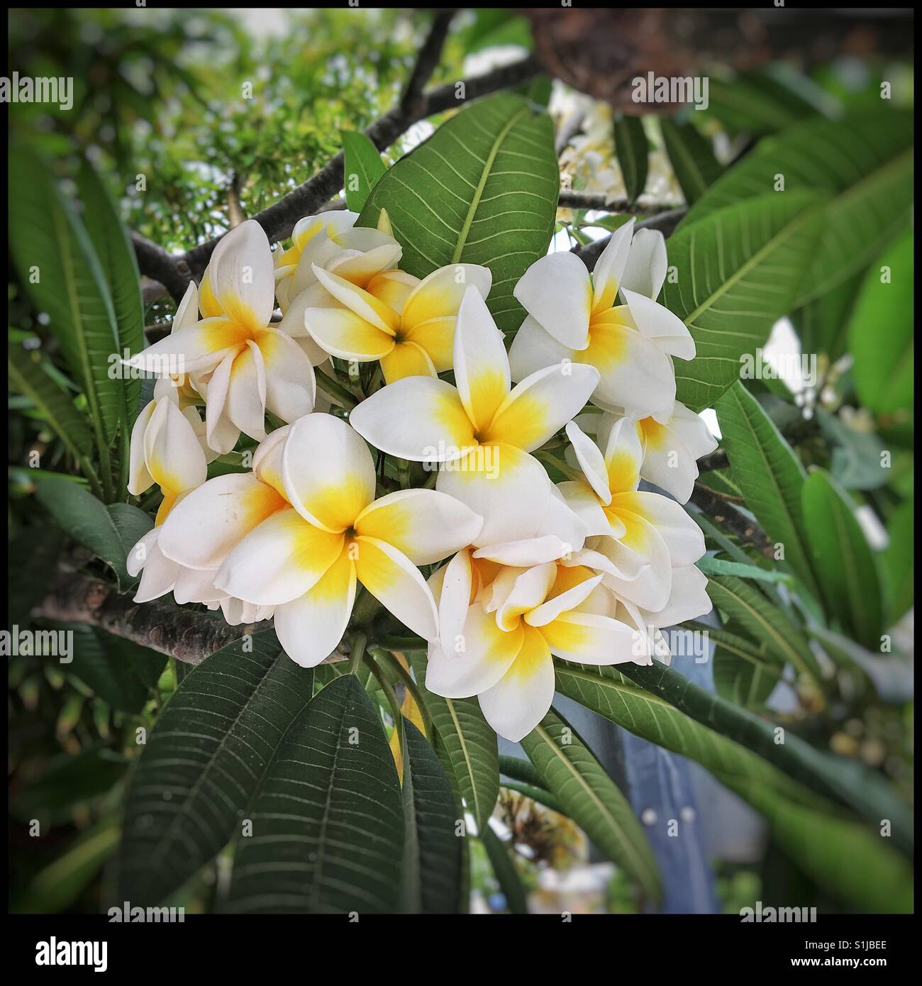 Los pacos hi-res stock photography and images - Alamy