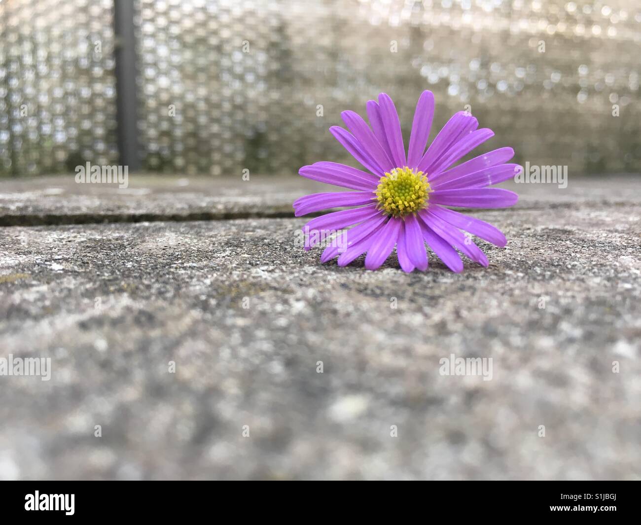 Ground purple flower hi-res stock photography and images - Alamy