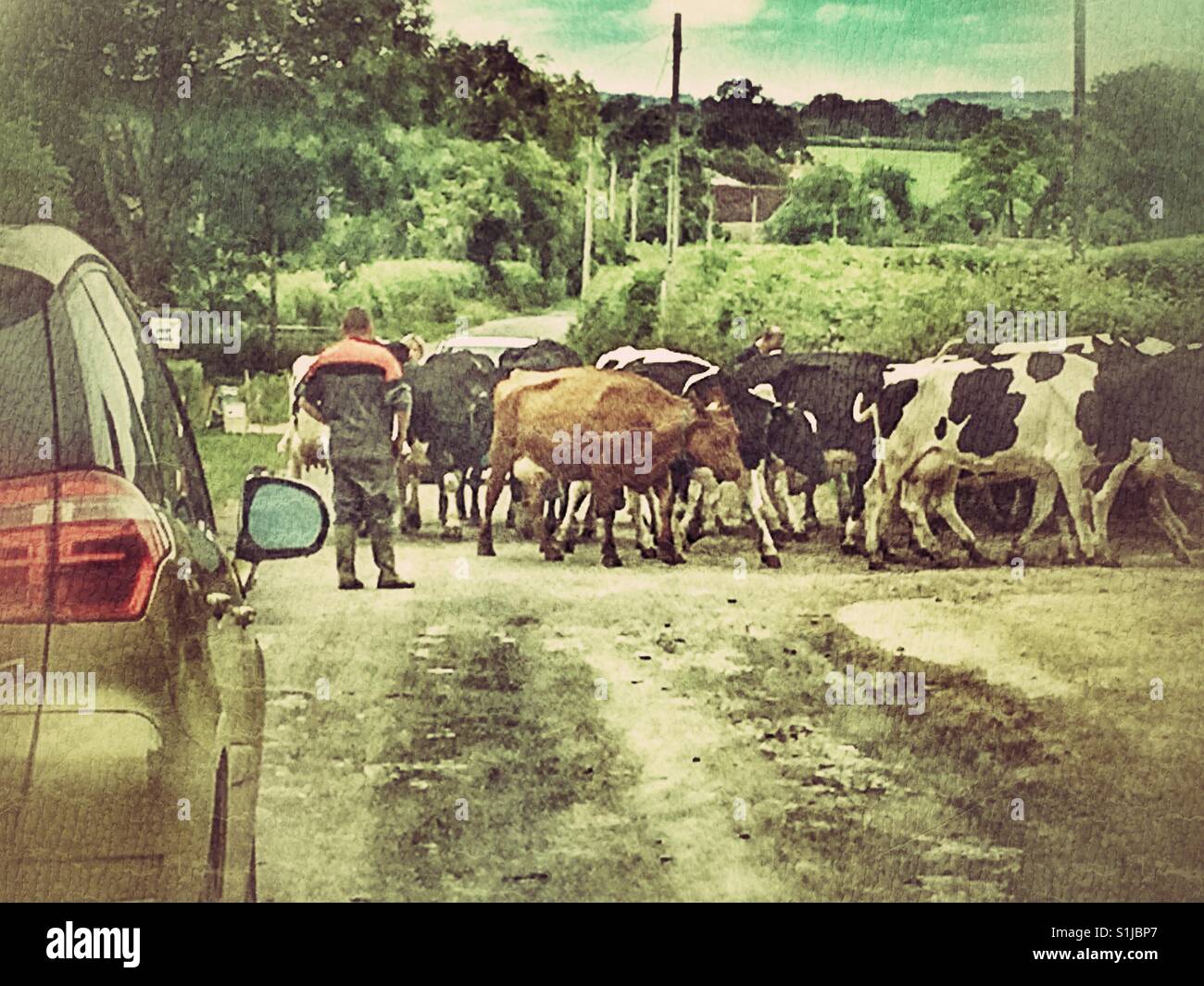 Countryside traffic jam, cows crossing the road in rural Somerset ...