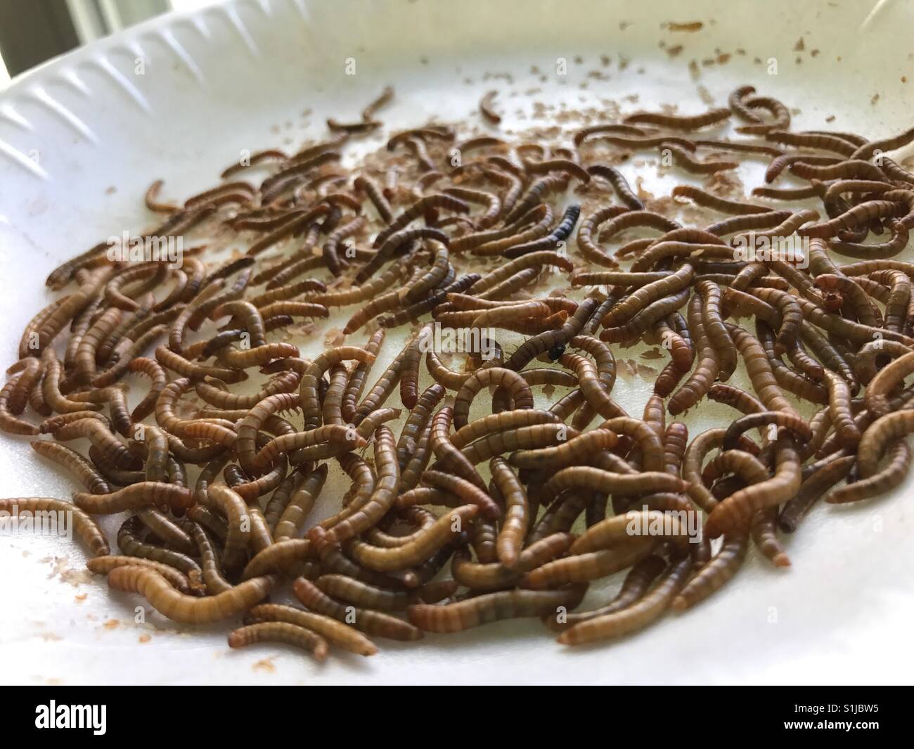 Plate of worms hi-res stock photography and images - Alamy