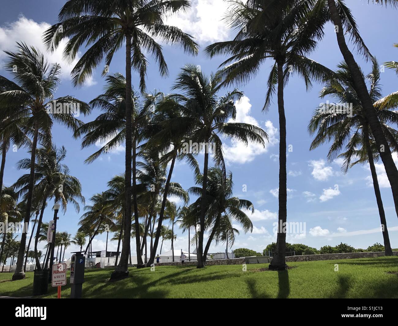 Miami florida palm hi-res stock photography and images - Alamy
