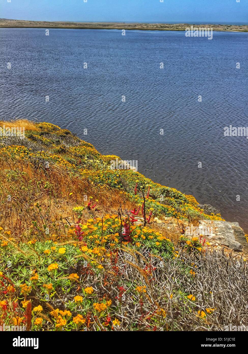 Wildflowers bloom along the coast in Point Reyes National Seashore ...