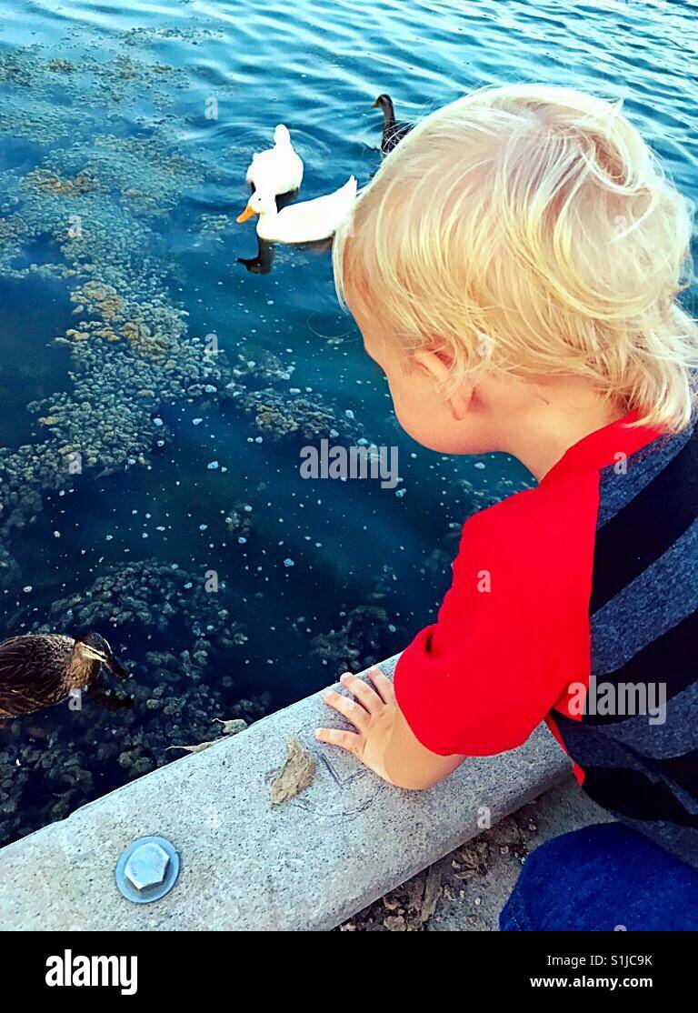 Ducks for kids hi-res stock photography and images - Alamy
