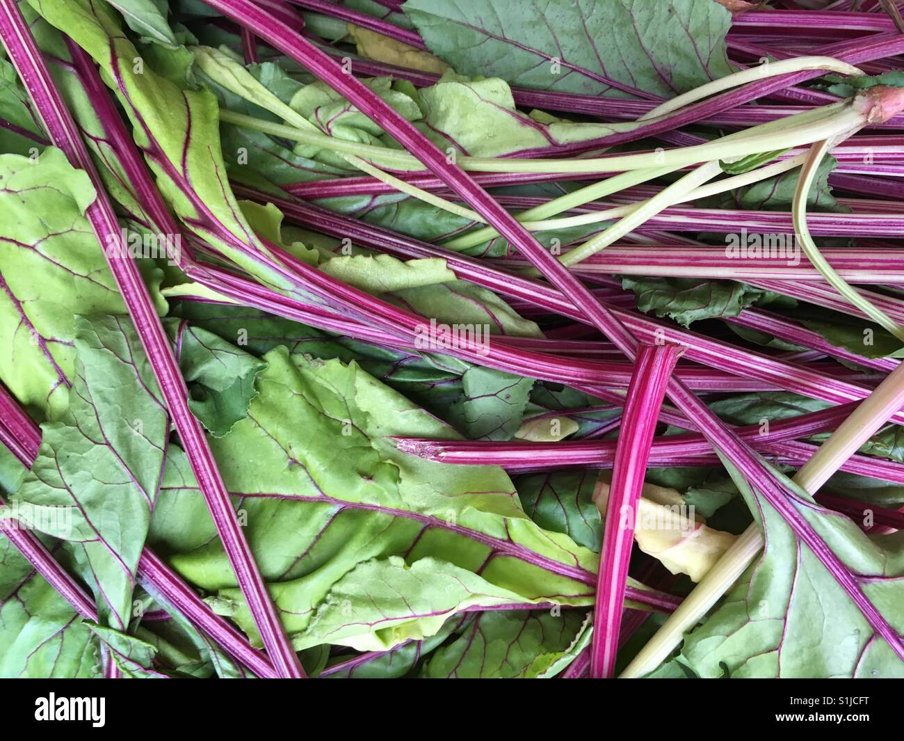 Beetroot crop hi-res stock photography and images - Alamy