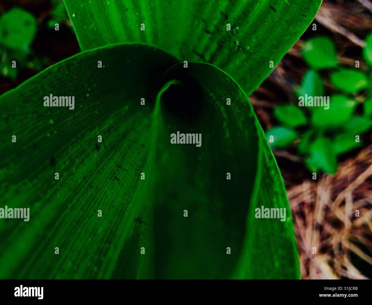 Corn stalk hi-res stock photography and images - Alamy