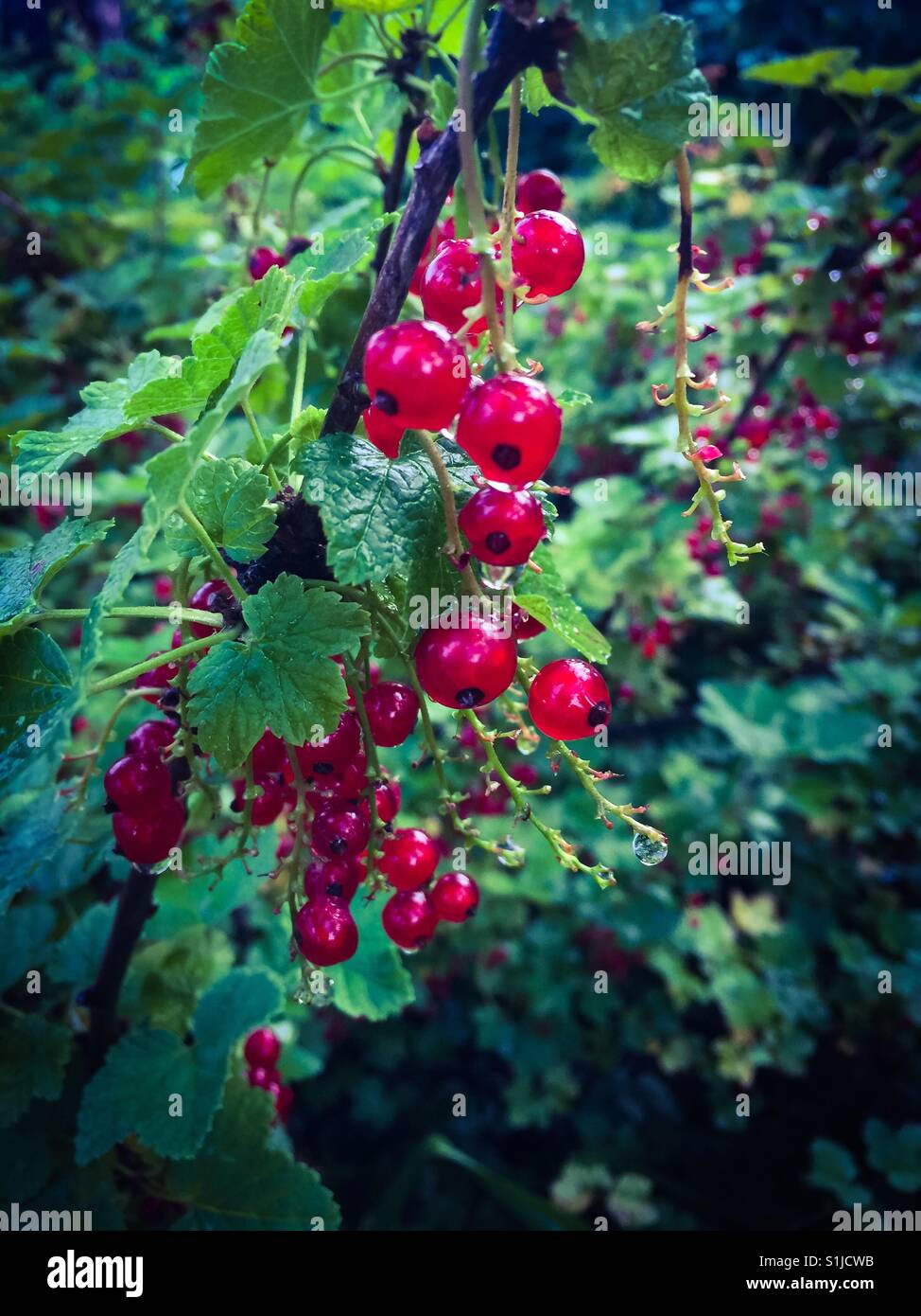 Red Currants bush in rain Stock Photo - Alamy
