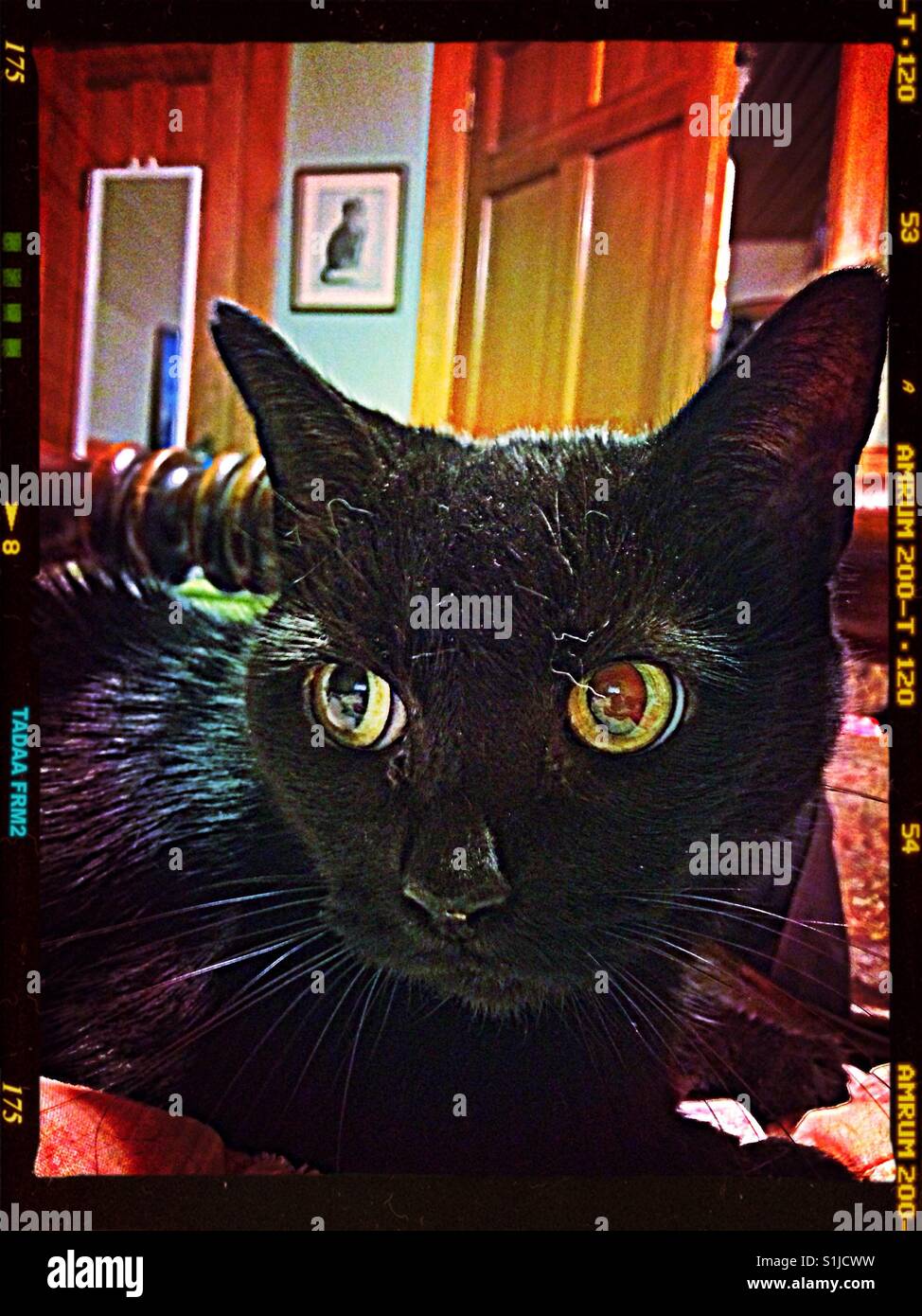 Black cat startled hi-res stock photography and images - Alamy