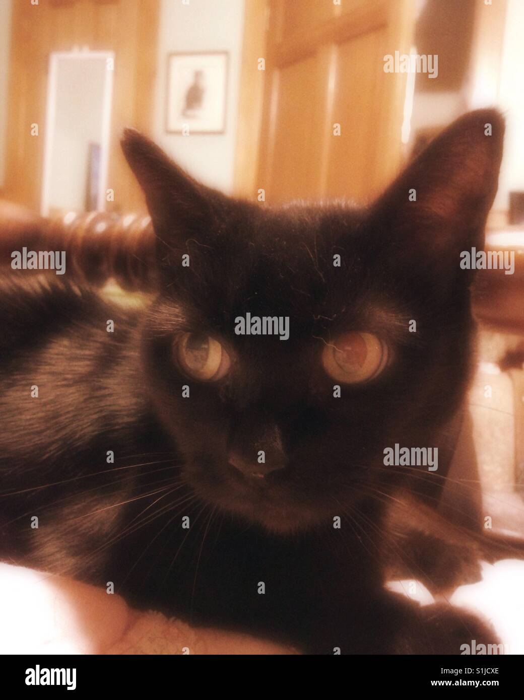 Kitty whiskers hi-res stock photography and images - Alamy