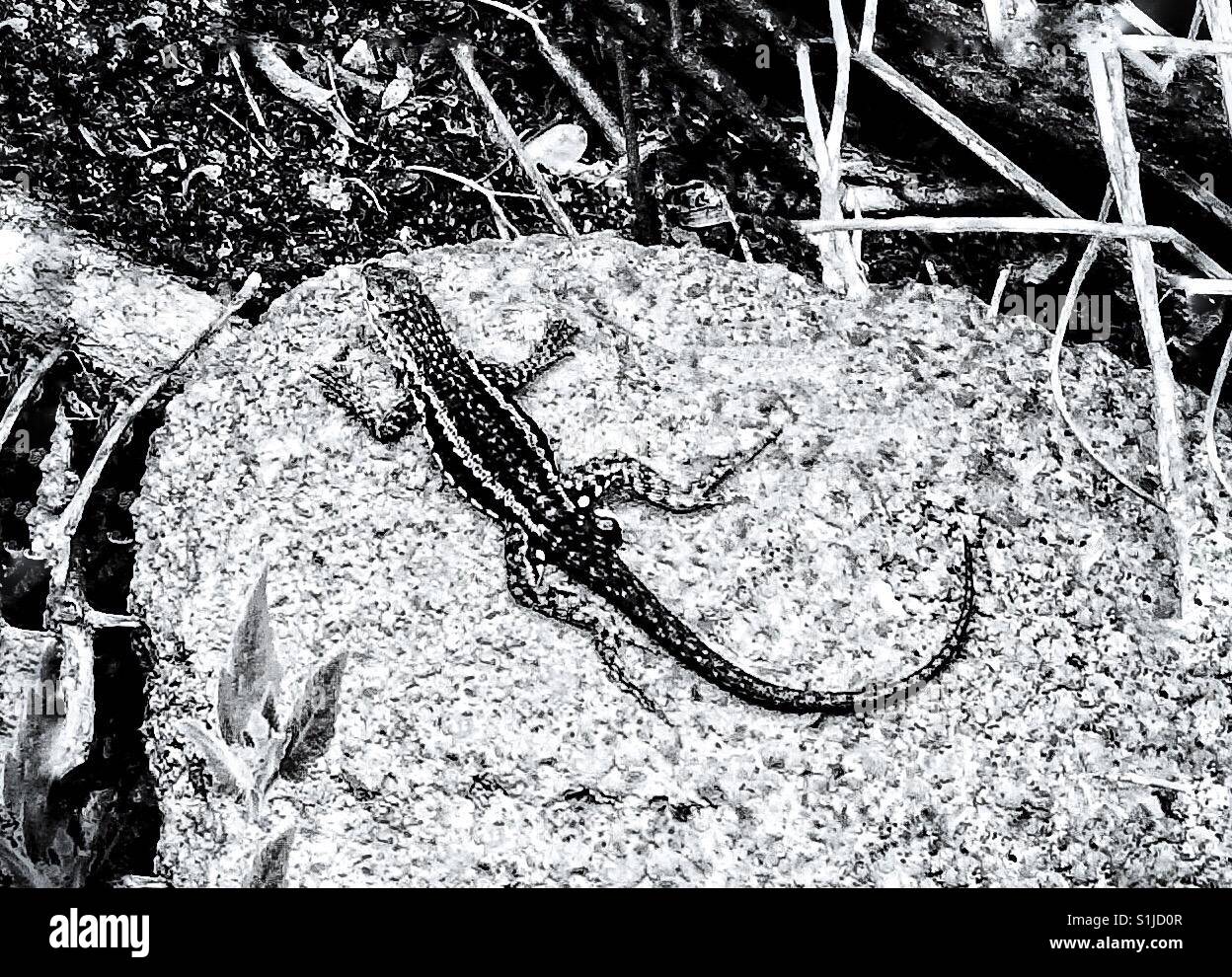 Lizard ancestor hi-res stock photography and images - Alamy