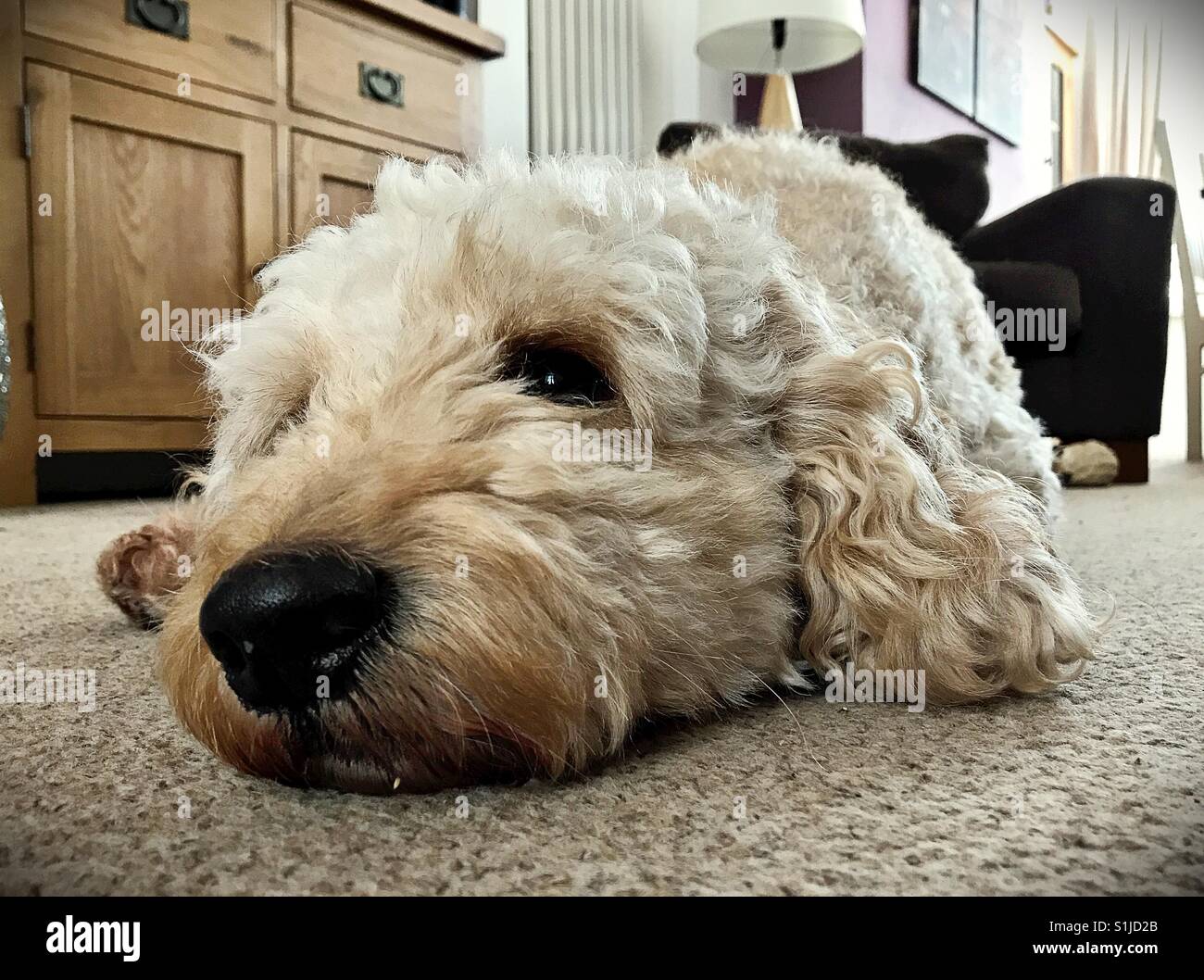 Labradoodles High Resolution Stock Photography and Images - Alamy