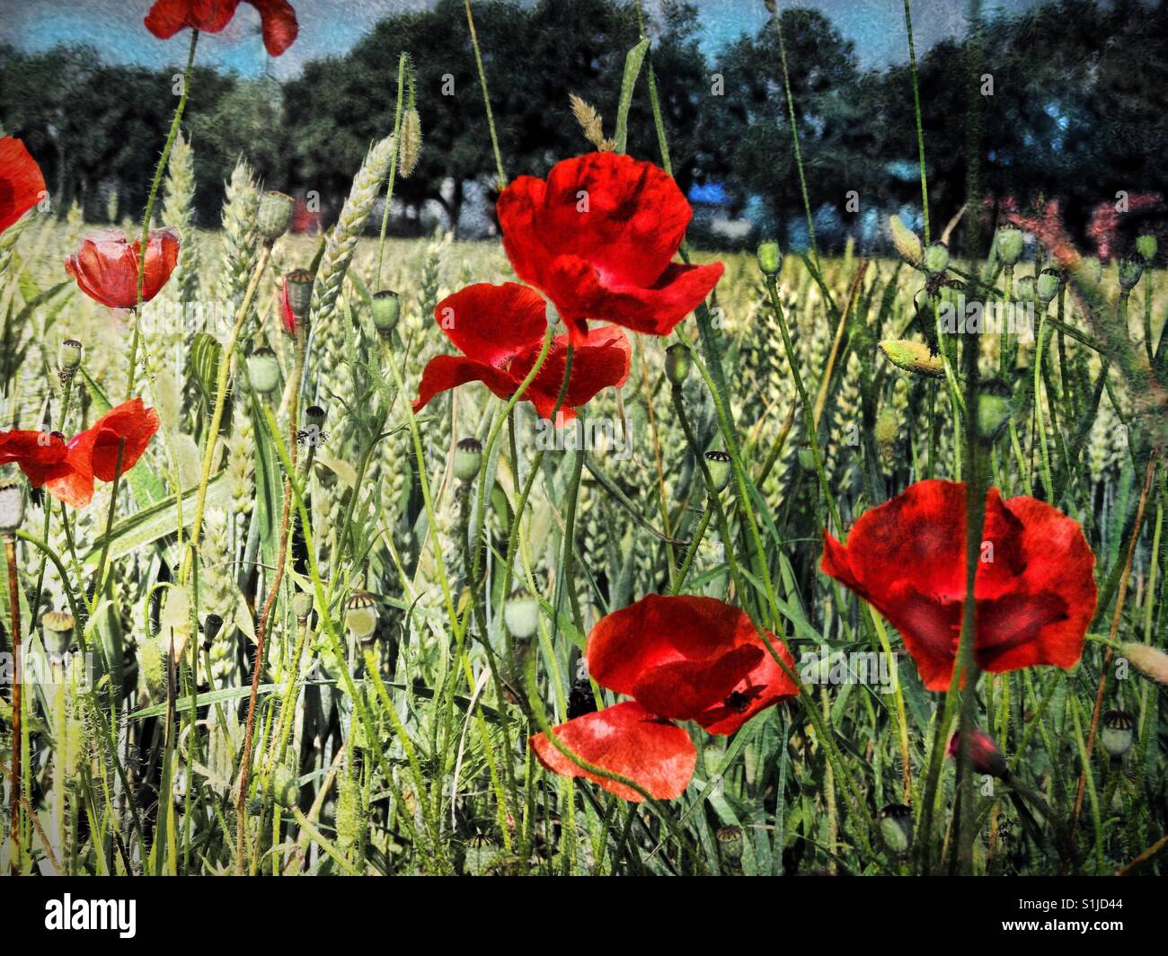 Poppy closeup hi-res stock photography and images - Alamy
