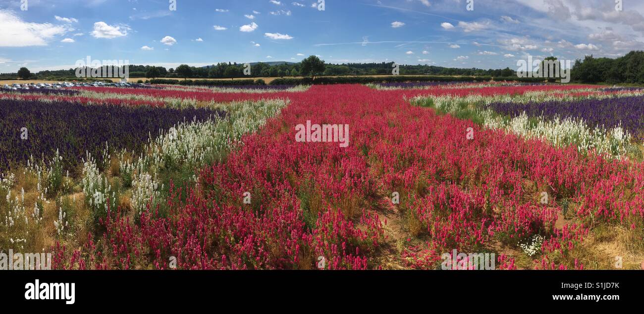 Union jack flowers hi-res stock photography and images - Alamy