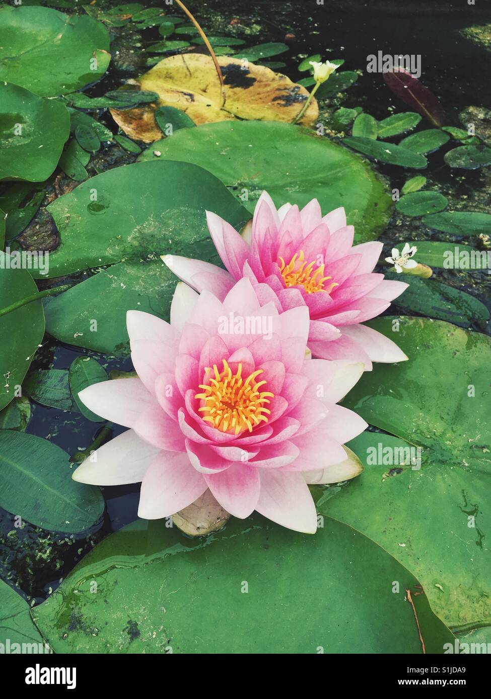 Lillypads hi-res stock photography and images - Alamy