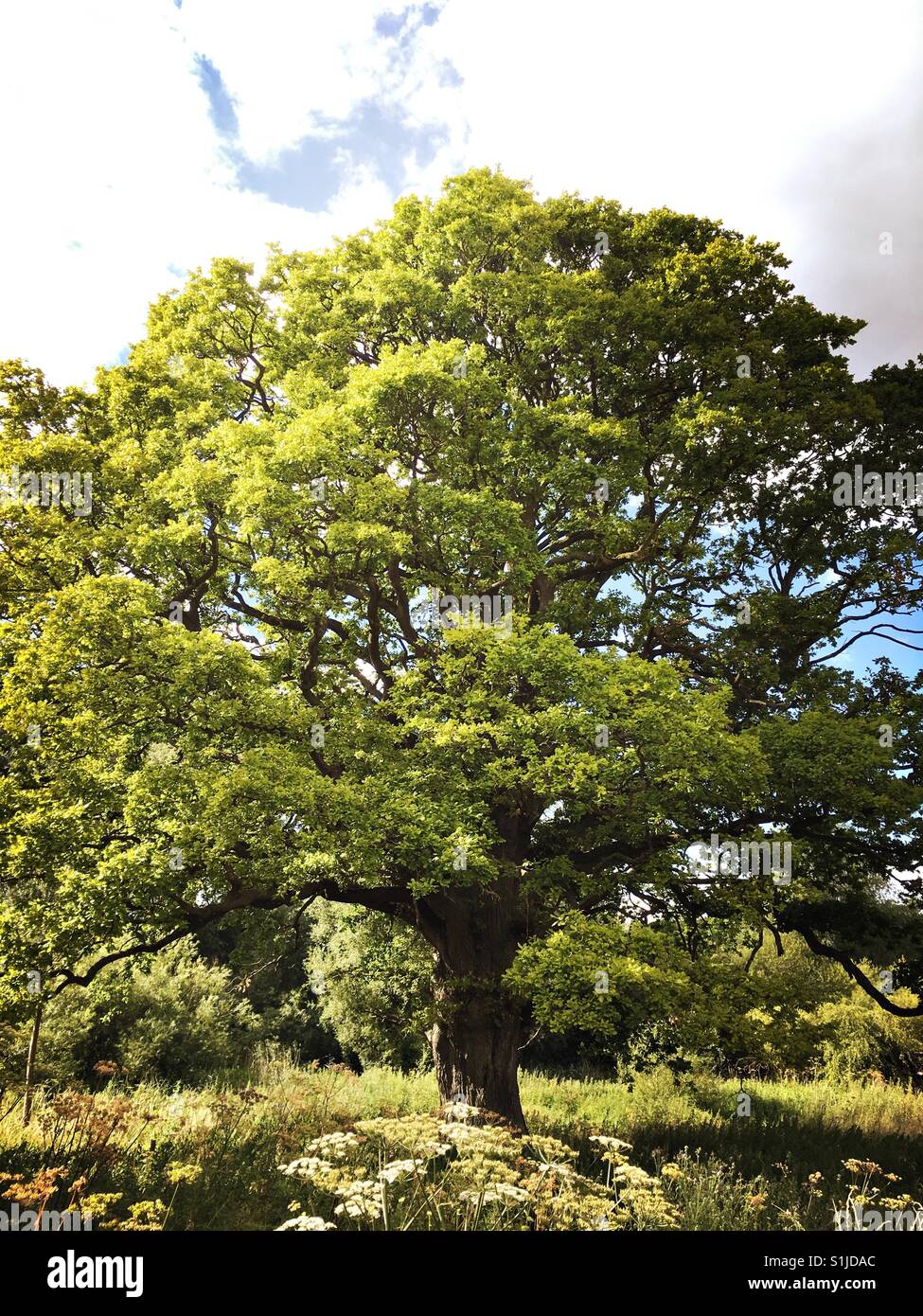 Oak Tree In Summer High Resolution Stock Photography and Images - Alamy