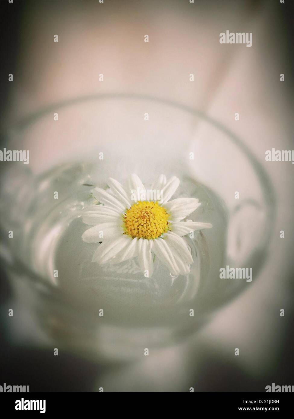 Daisy, water for rescue Stock Photo - Alamy