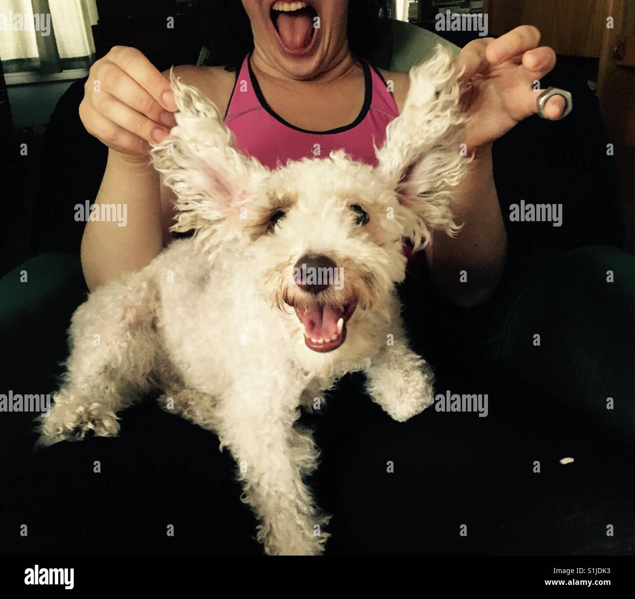 Pluto the dog hi-res stock photography and images - Alamy