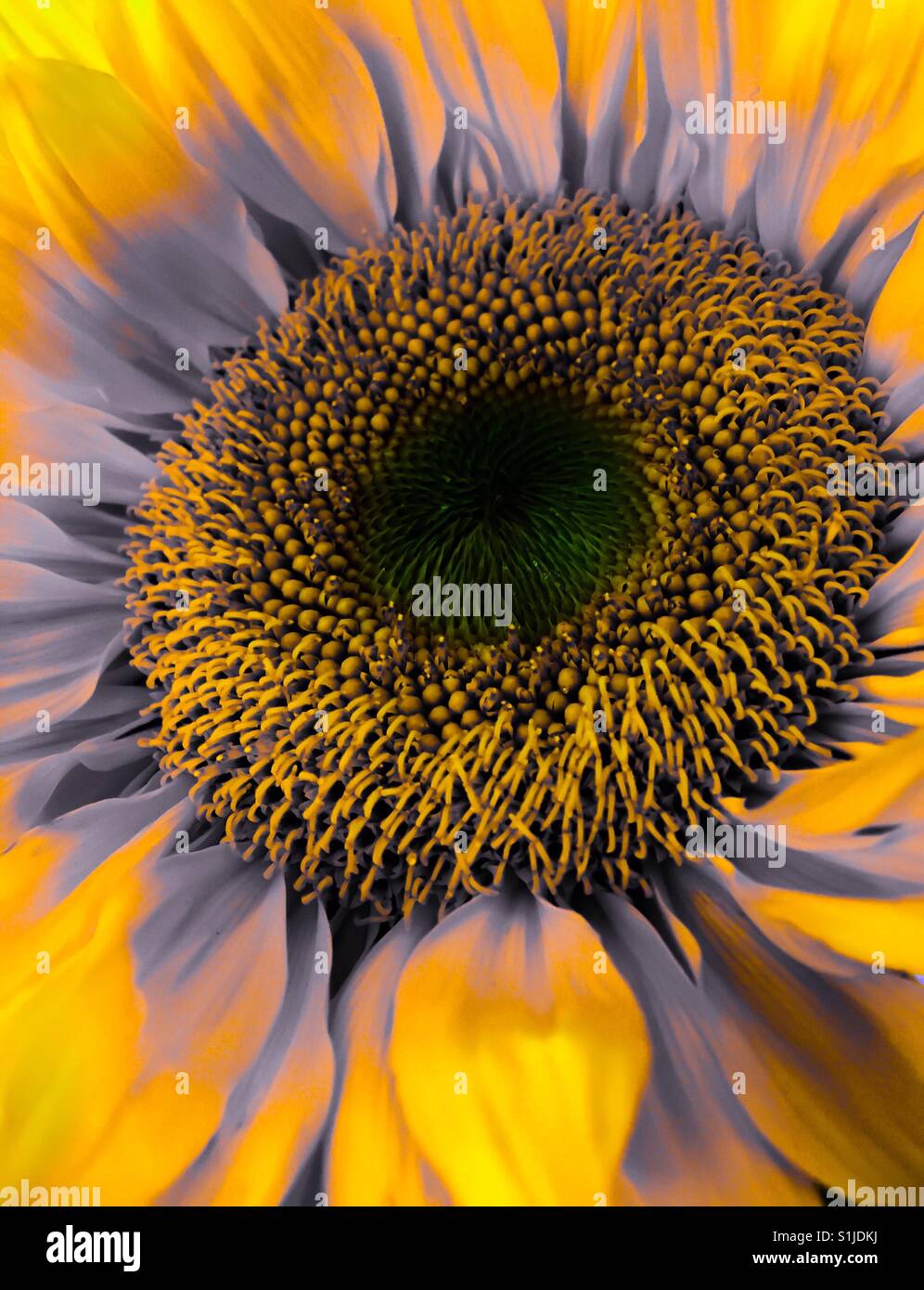 Disk of sunflower hi-res stock photography and images - Alamy