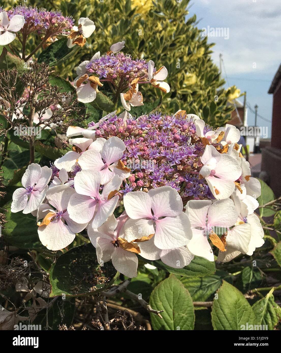 Lace cap hydrangea hi-res stock photography and images - Alamy